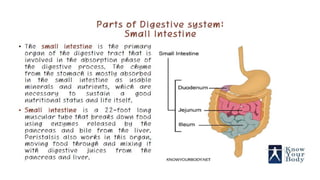 the digestive system overview and introduction | PPTX | Nutrition ...