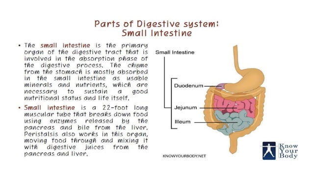the digestive system overview and introduction | PPTX | Nutrition ...