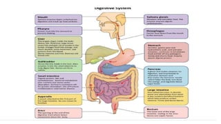the digestive system overview and introduction | PPTX | Nutrition ...