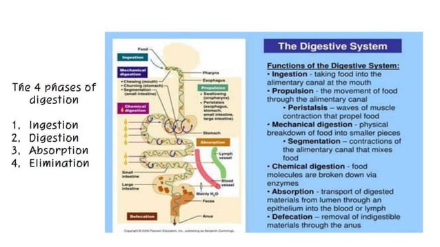 the digestive system overview and introduction | PPTX | Nutrition ...