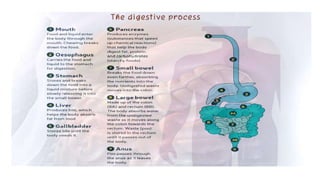 the digestive system overview and introduction | PPTX | Nutrition | Healthy Living