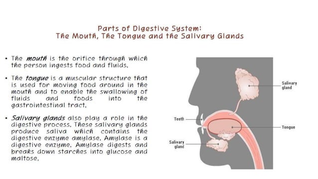 the digestive system overview and introduction | PPTX | Nutrition ...