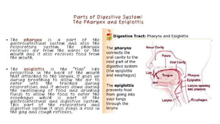 the digestive system overview and introduction | PPTX | Nutrition ...