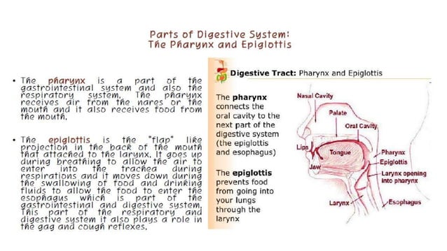the digestive system overview and introduction | PPTX | Nutrition ...