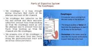 the digestive system overview and introduction | PPTX | Nutrition ...