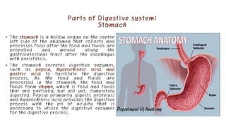 the digestive system overview and introduction | PPTX | Nutrition ...