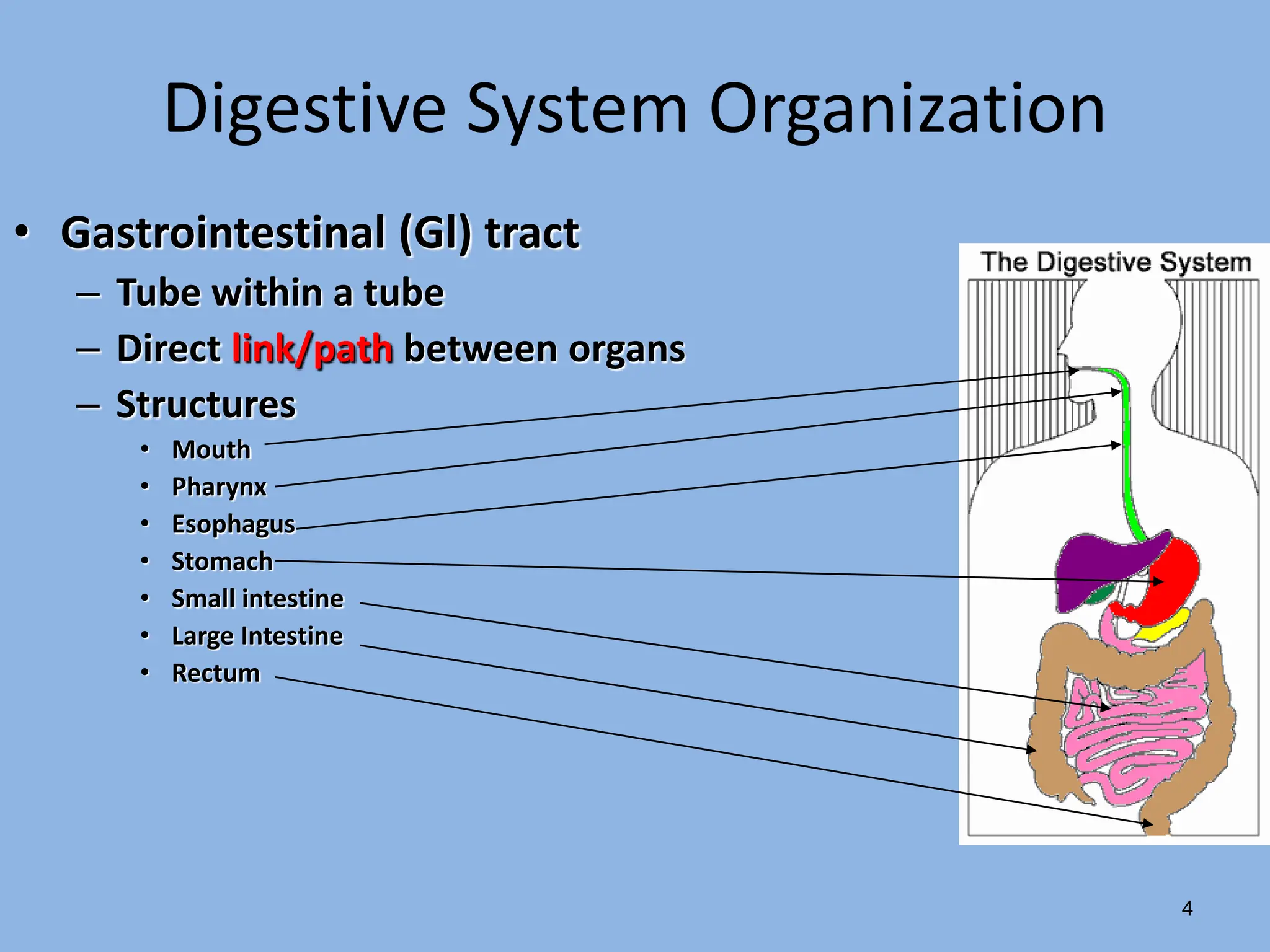 Digestive System PPT Parts and Functions.ppt