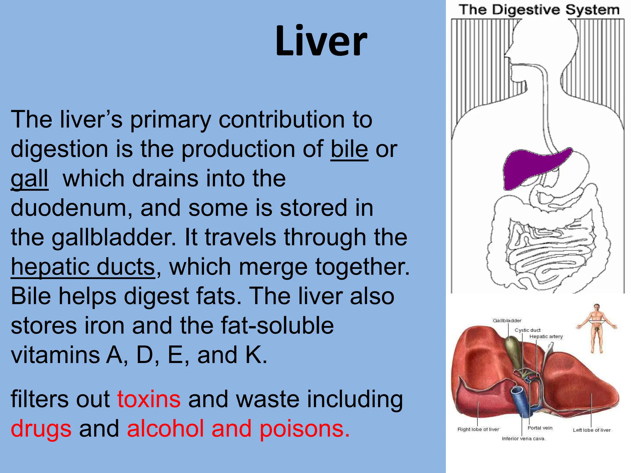 Digestive System PPT.pdf................ | PDF