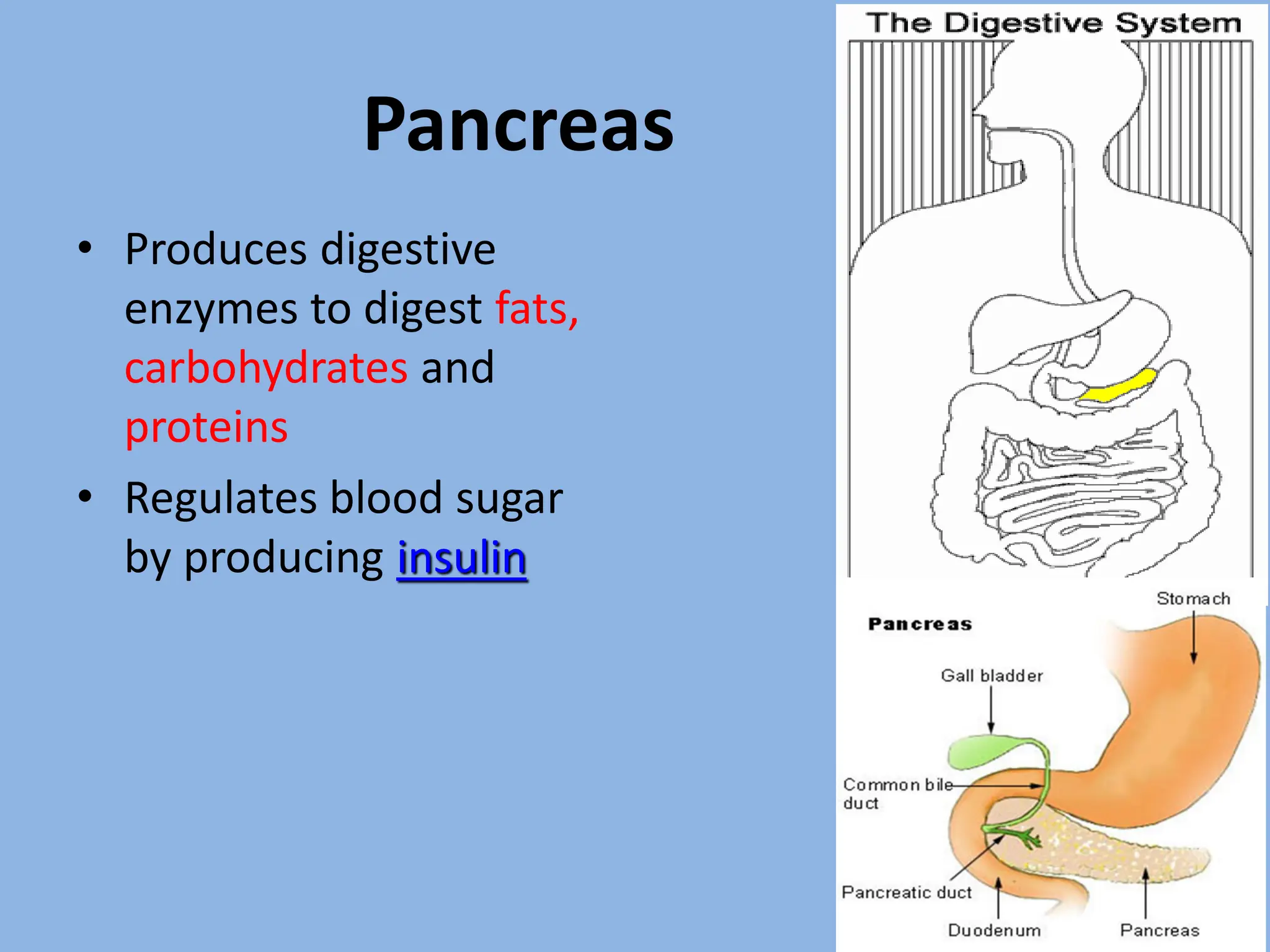 Digestive System PPT.pdf................ | PDF