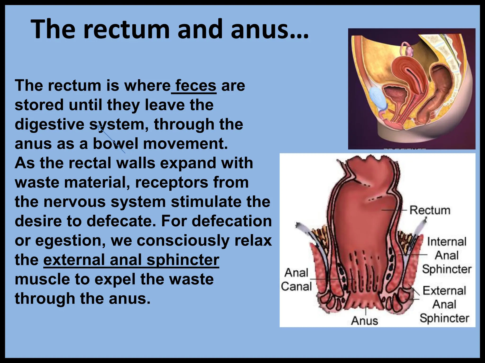 Digestive System PPT.pdf................ | PDF
