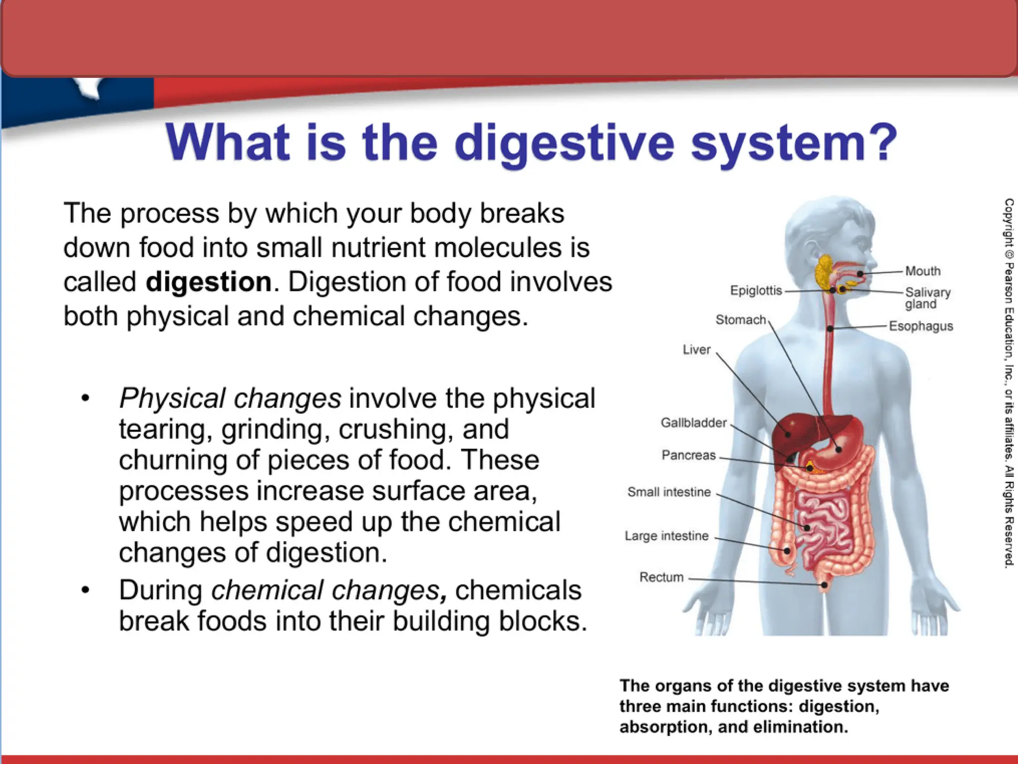 Digestive System PPT.pdf................ | PDF | Digestive Disorders ...