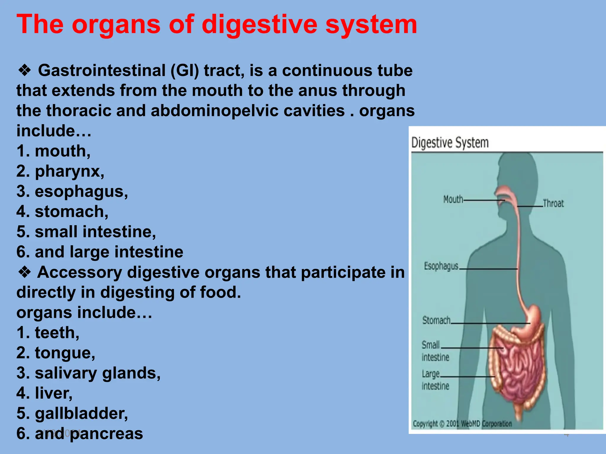 Digestive System PPT.pdf................ | PDF