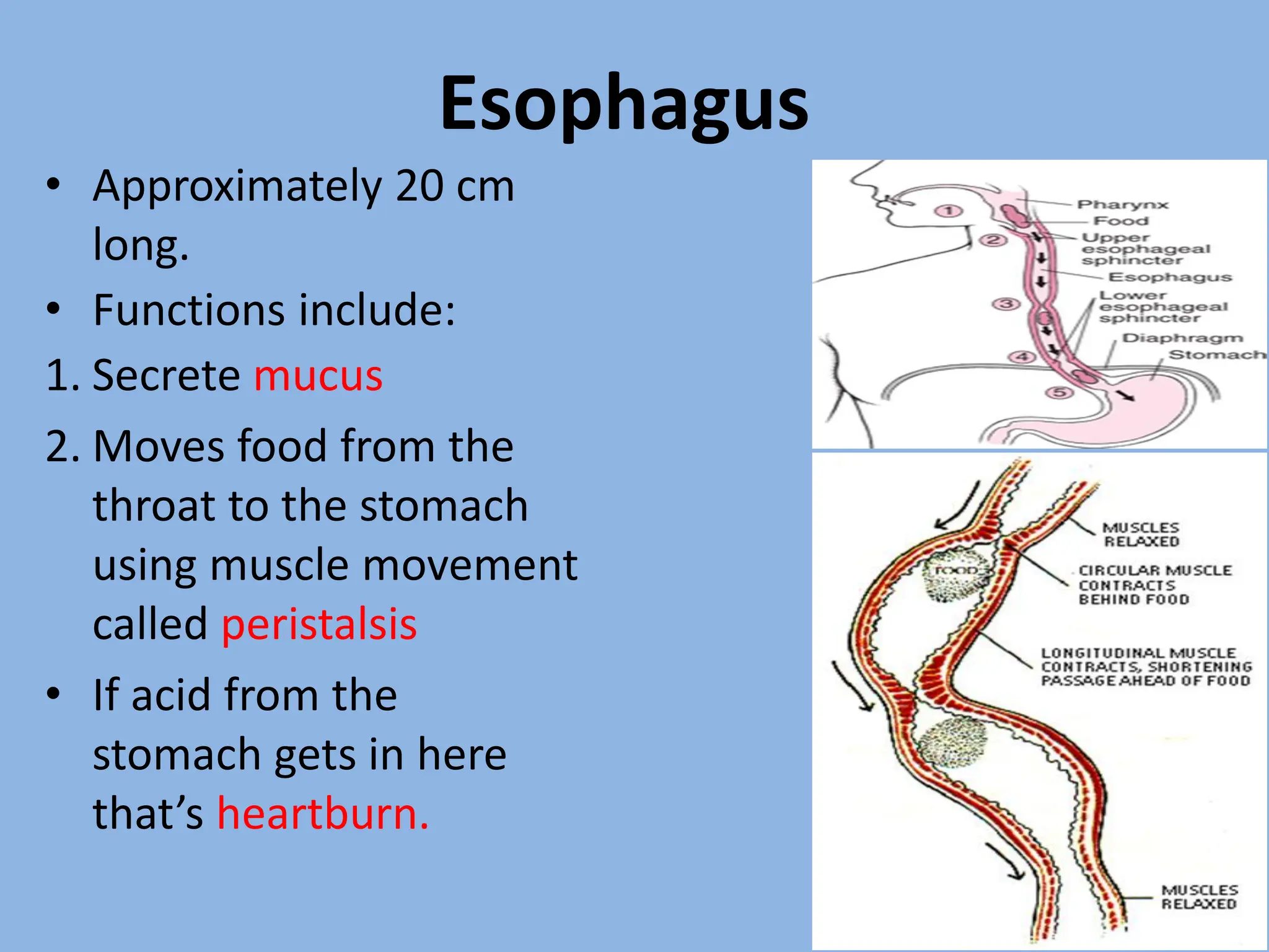 Digestive System PPT.pdf................ | PDF