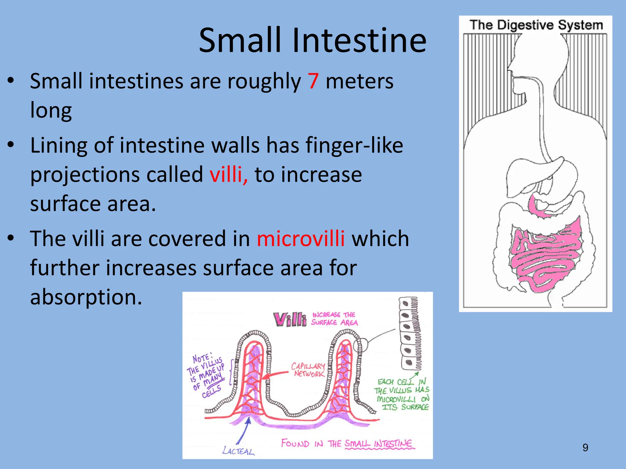 Digestive System PPT.pdf................ | PDF