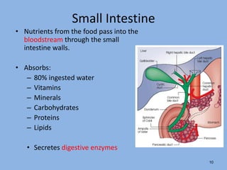 Digestive System PPT.pdf................ | PDF