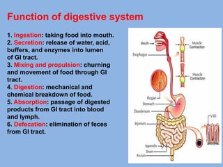 Digestive System PPT.pdf................ | PDF