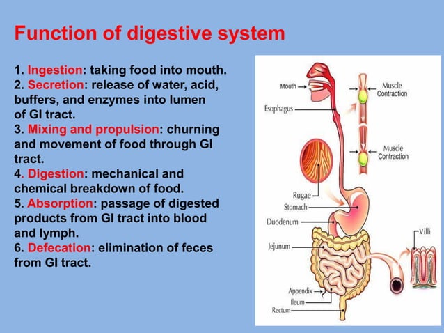 Digestive System PPT.pdf................ | PDF | Digestive Disorders ...