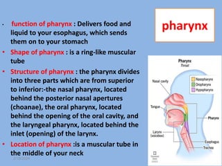 Digestive System PPT.pdf................ | PDF