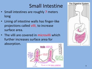 Digestive System PPT.pdf................ | PDF