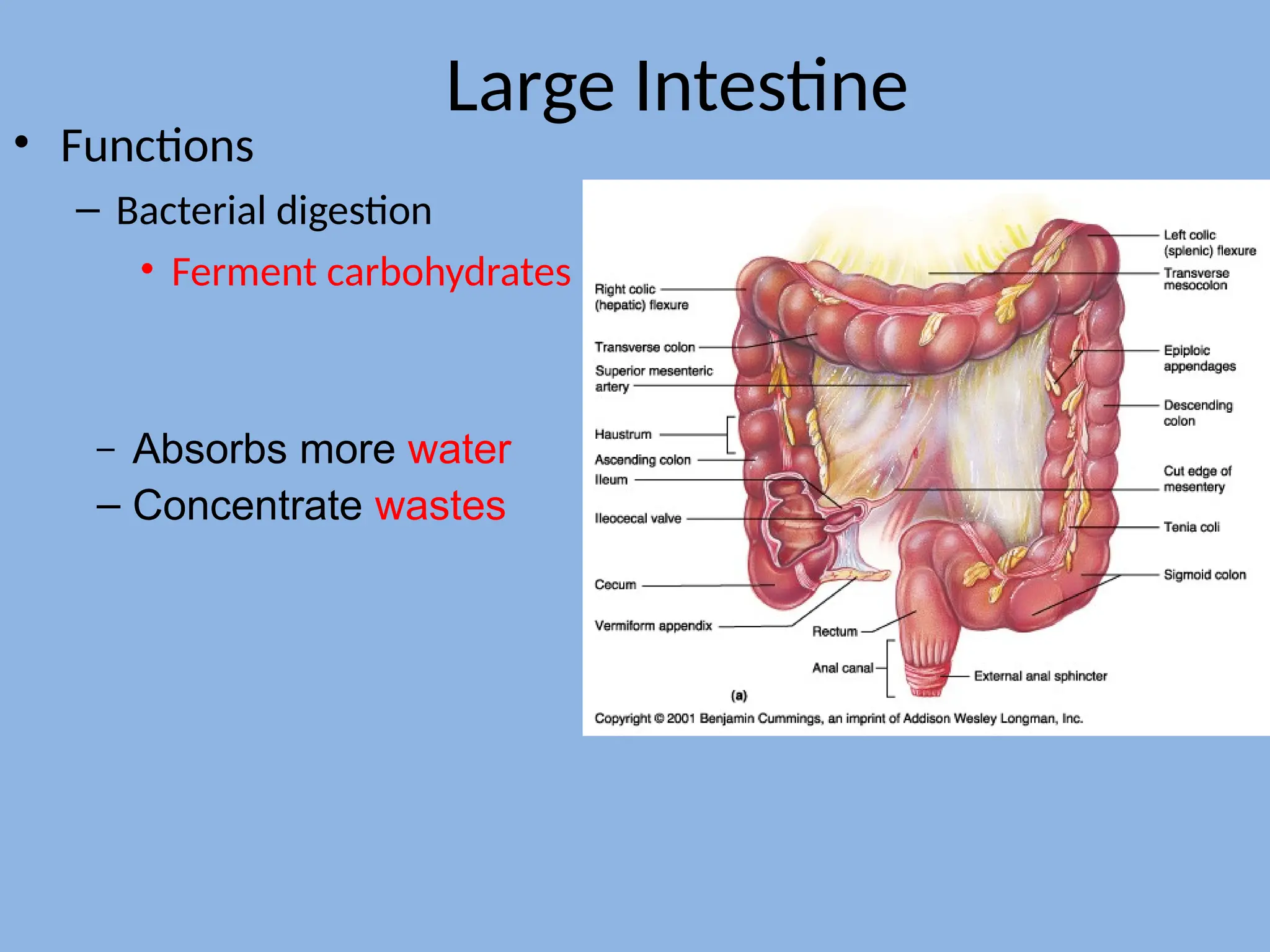 The Digestive system. Parts and functions | PPT