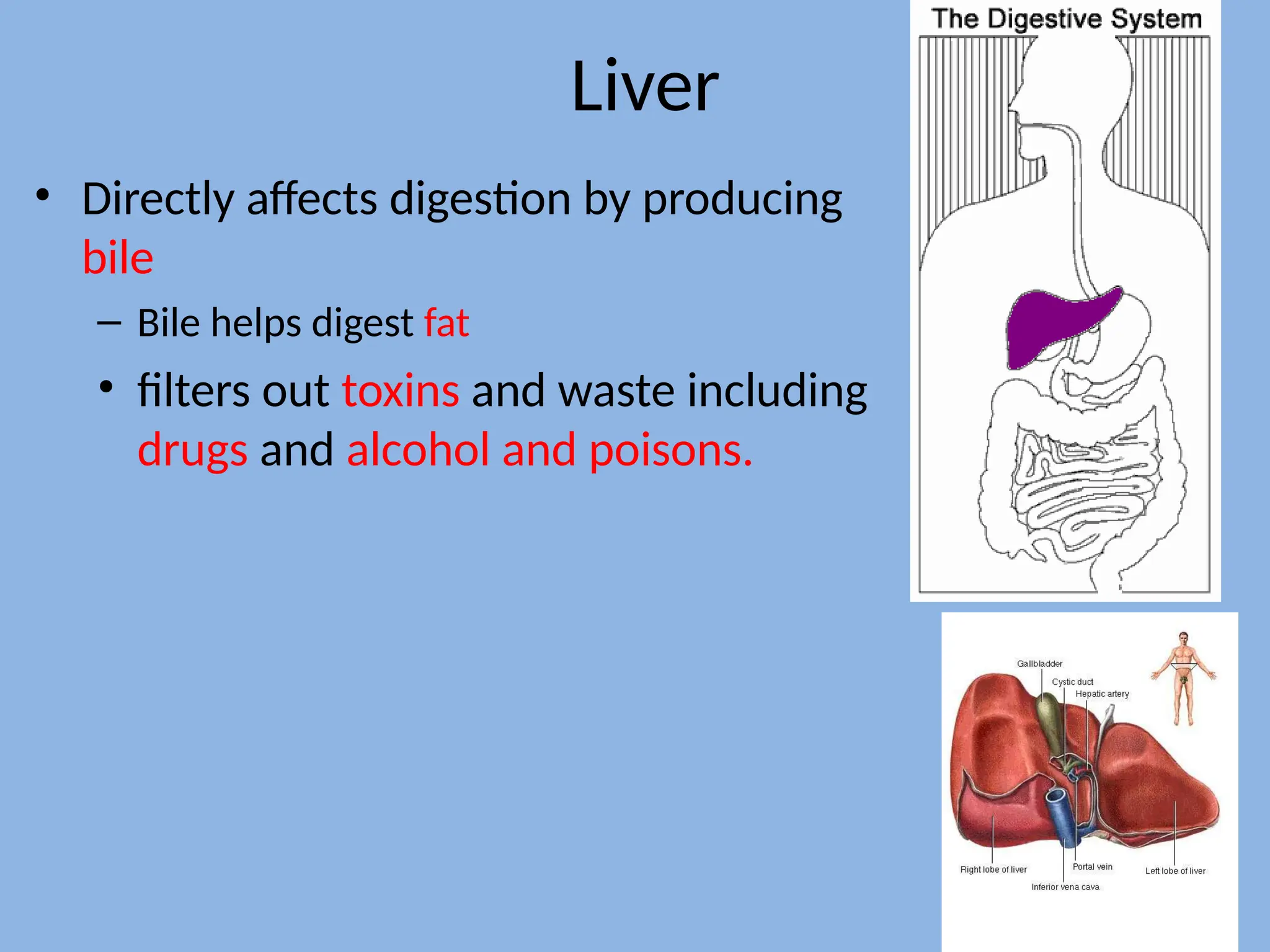 The Digestive system. Parts and functions | PPT