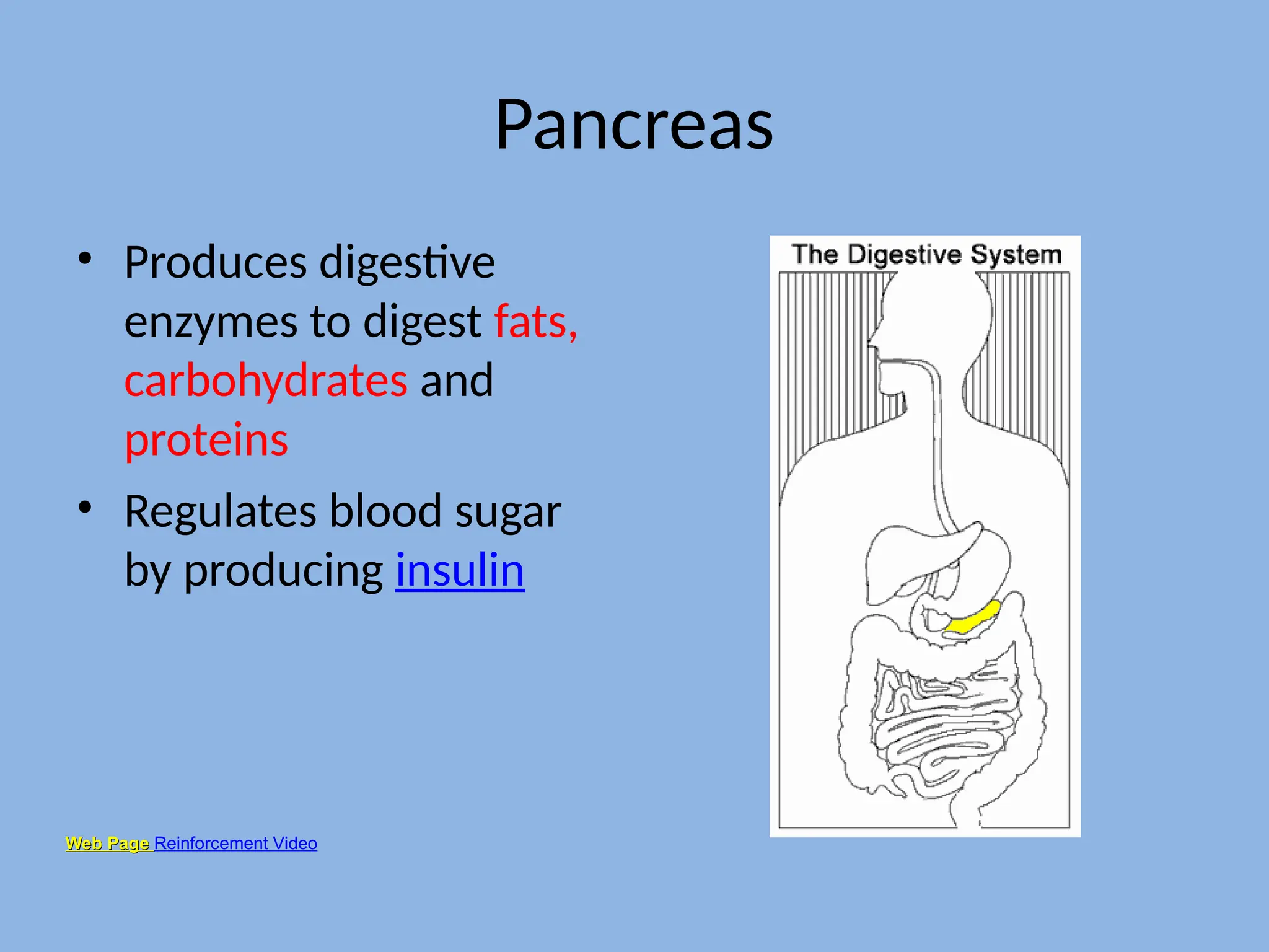 The Digestive system. Parts and functions | PPT