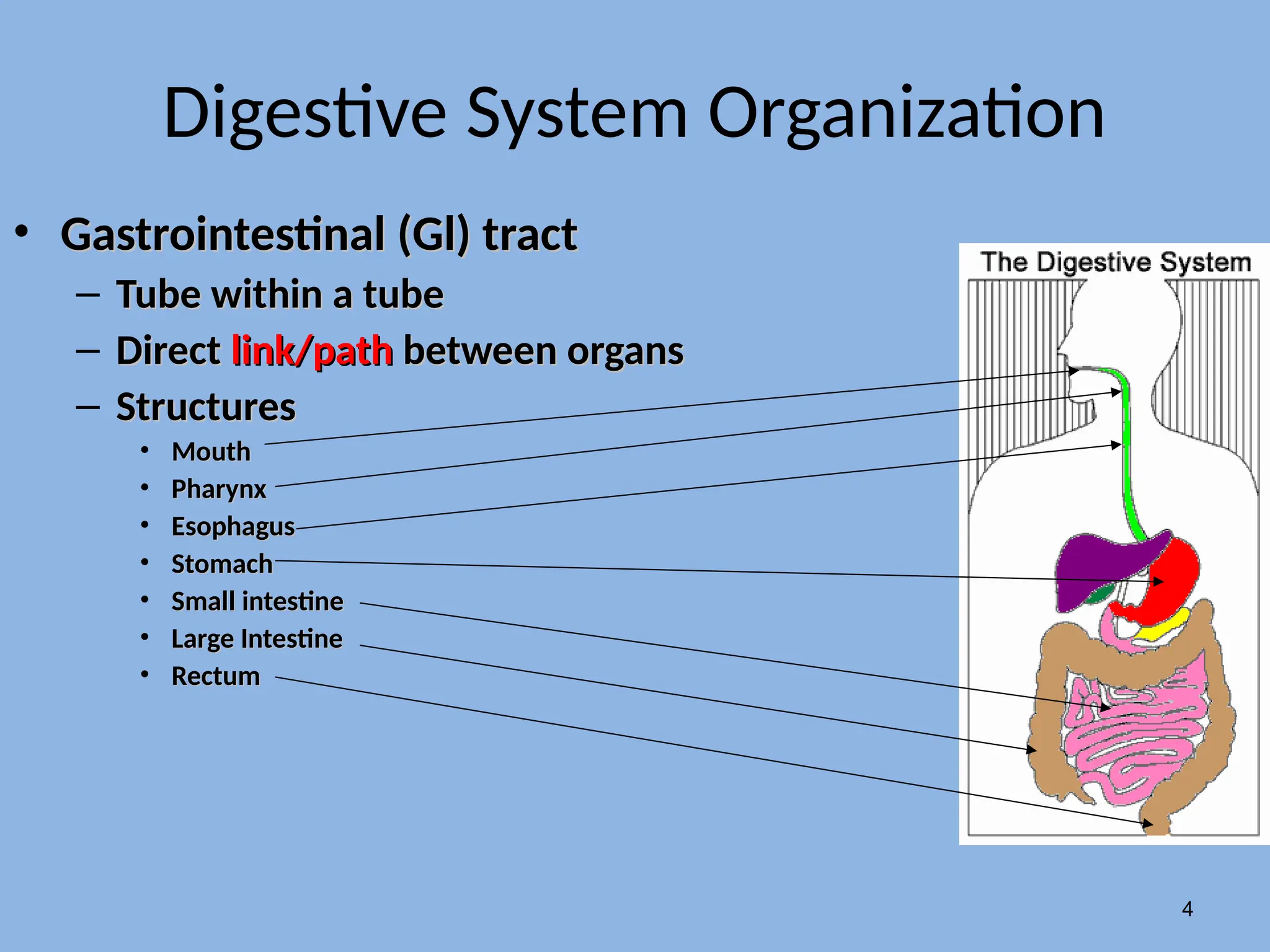 The Digestive system. Parts and functions | PPT