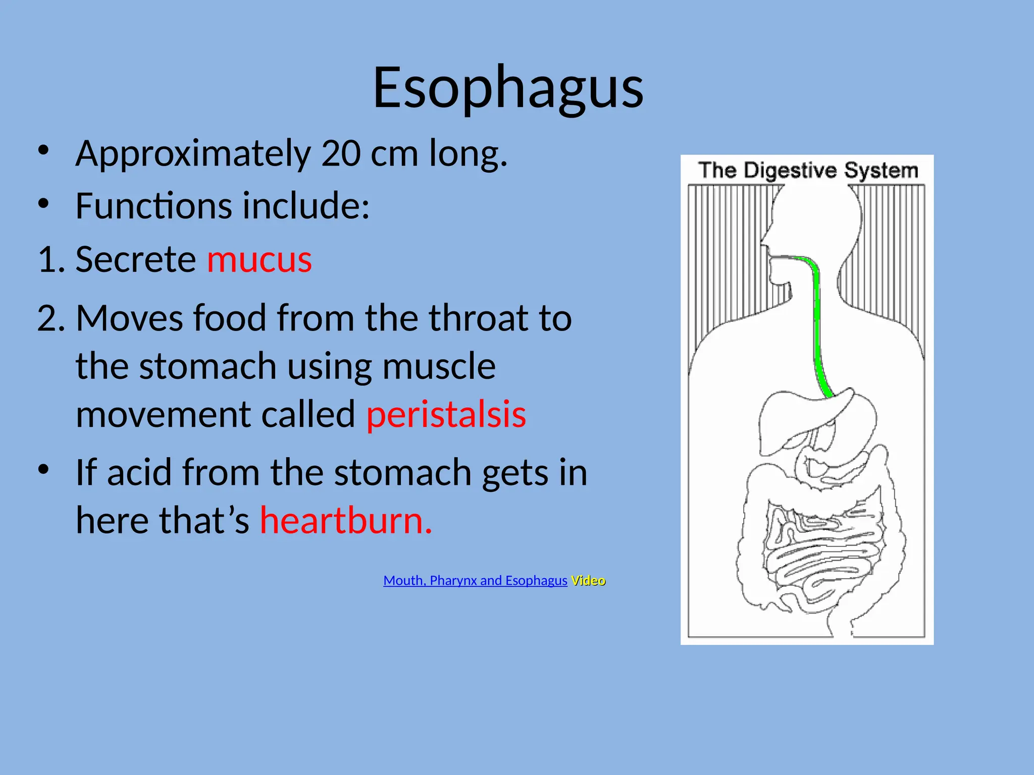 The Digestive system. Parts and functions | PPT