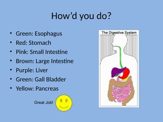 The Digestive system. Parts and functions | PPT