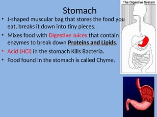 The Digestive system. Parts and functions | PPT