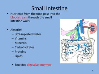 The Digestive system. Parts and functions | PPT