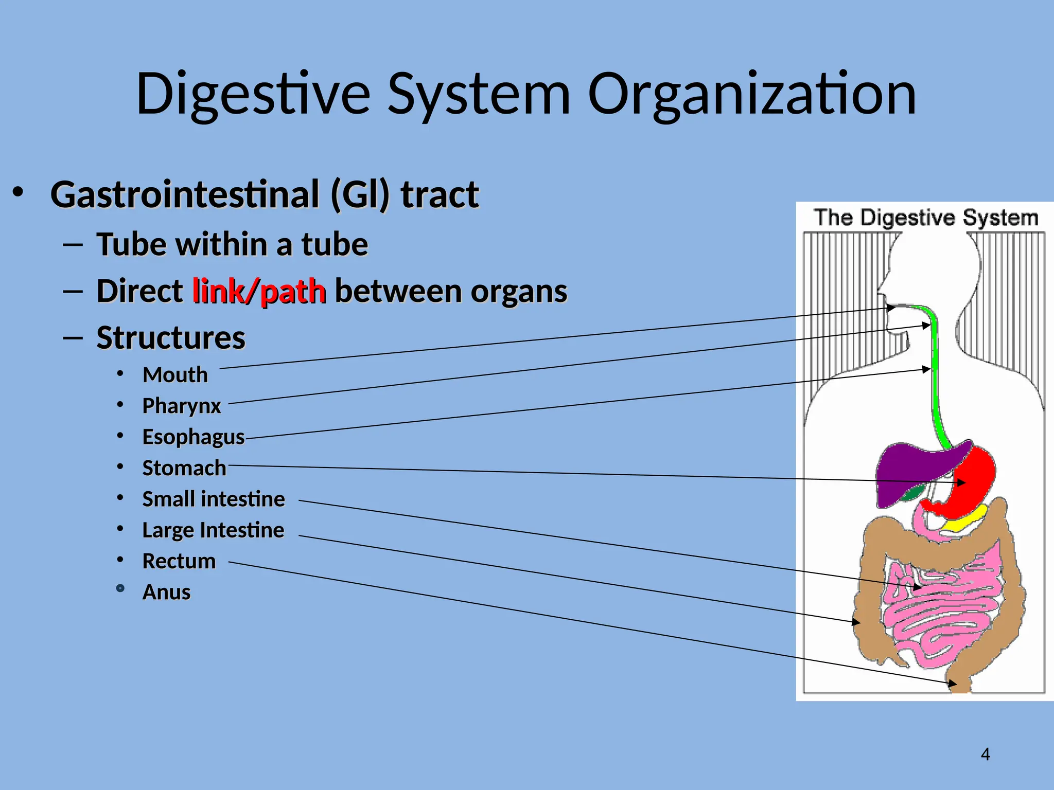 Digestive System for ahs and medicos.ppt