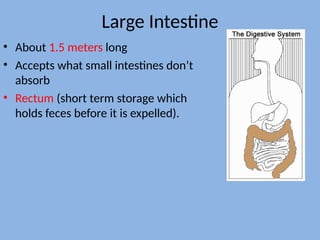 Digestive System for ahs and medicos.ppt
