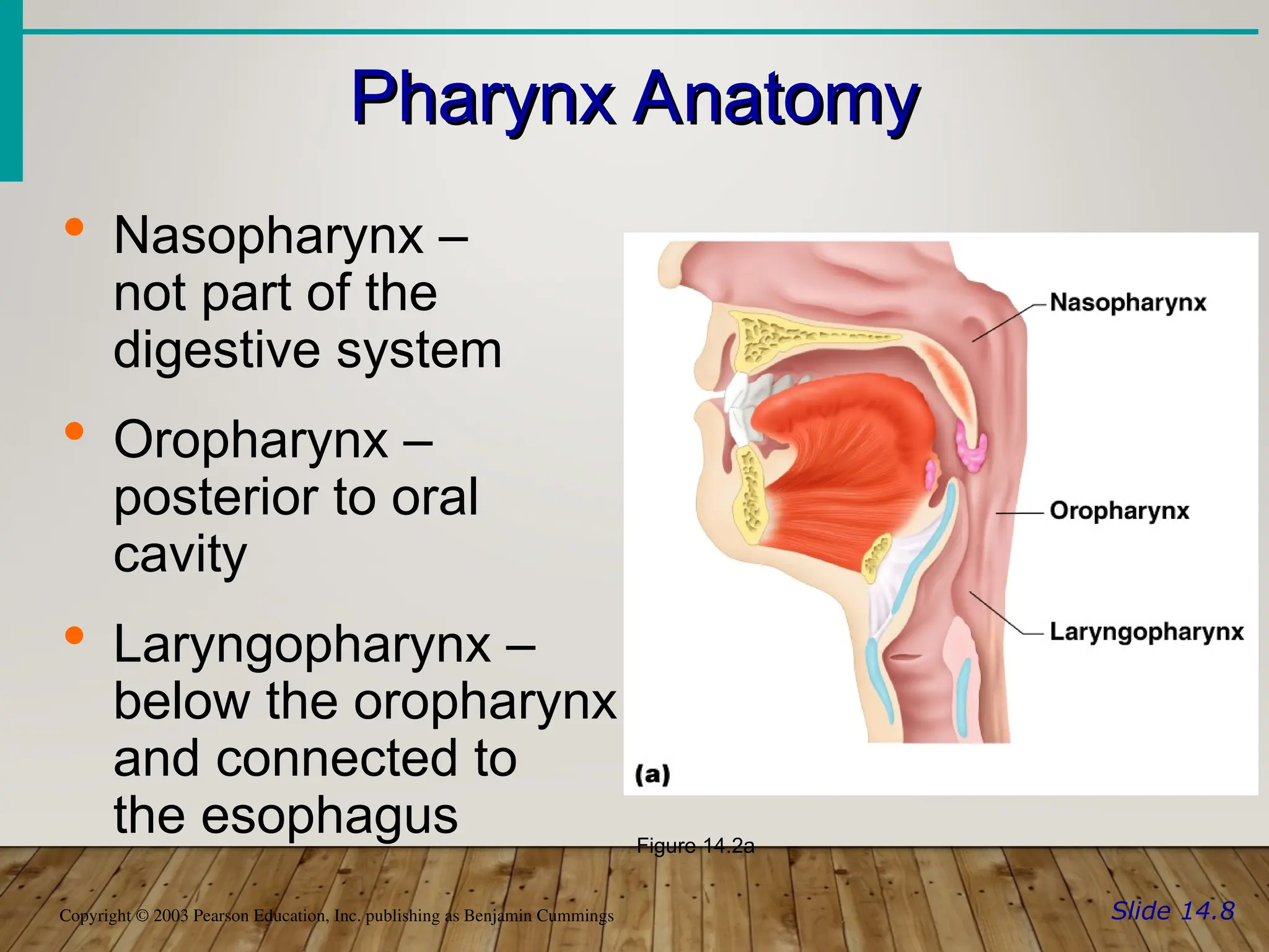 DIGESTIVE SYSTEM Power point presentation | PPT
