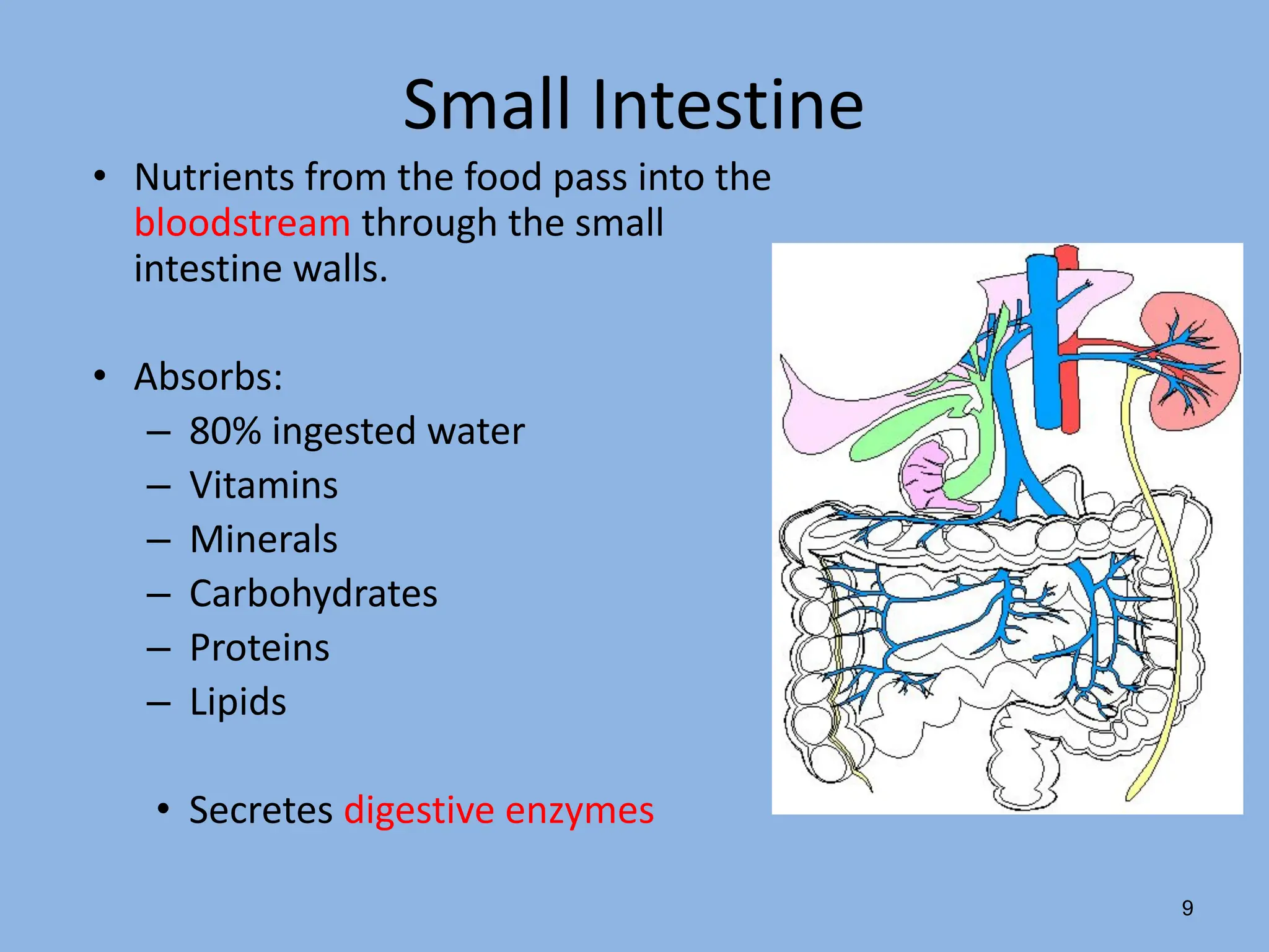 Digestive System Presentation from somewhere | PDF