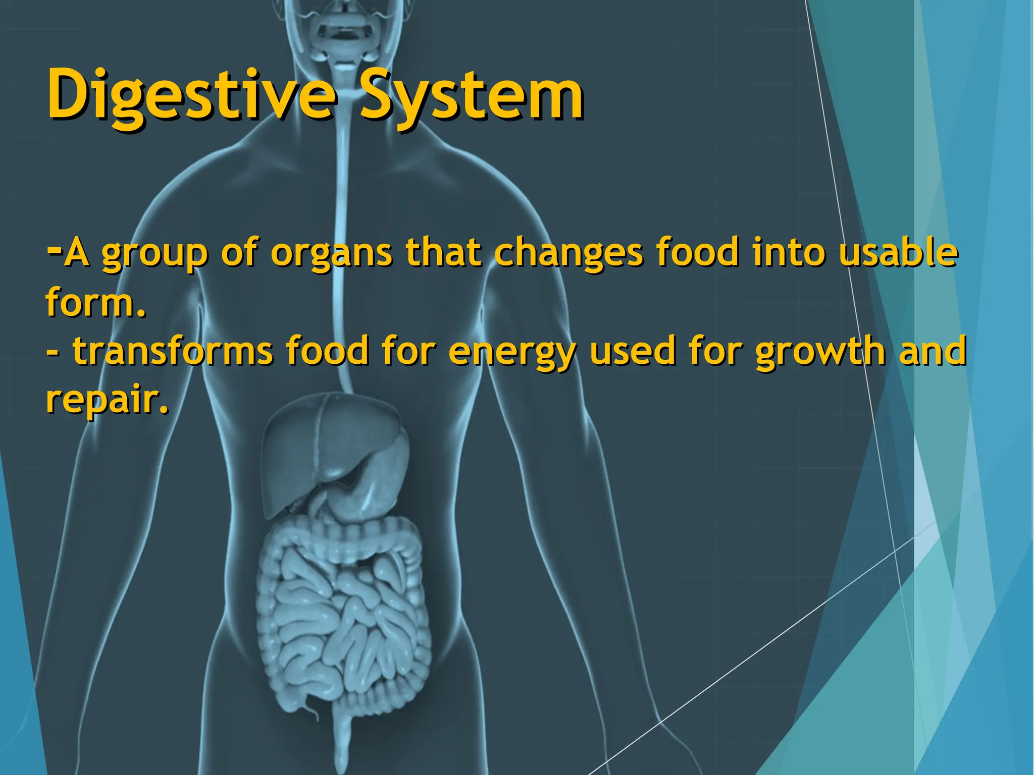 Digestive System PPT.ppt.................. | PPT