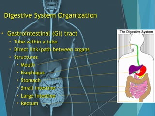 Digestive System PPT.ppt.................. | PPT