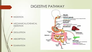 DIGESTIVE SYSTEM (Overview of Metabolism) | PPTX