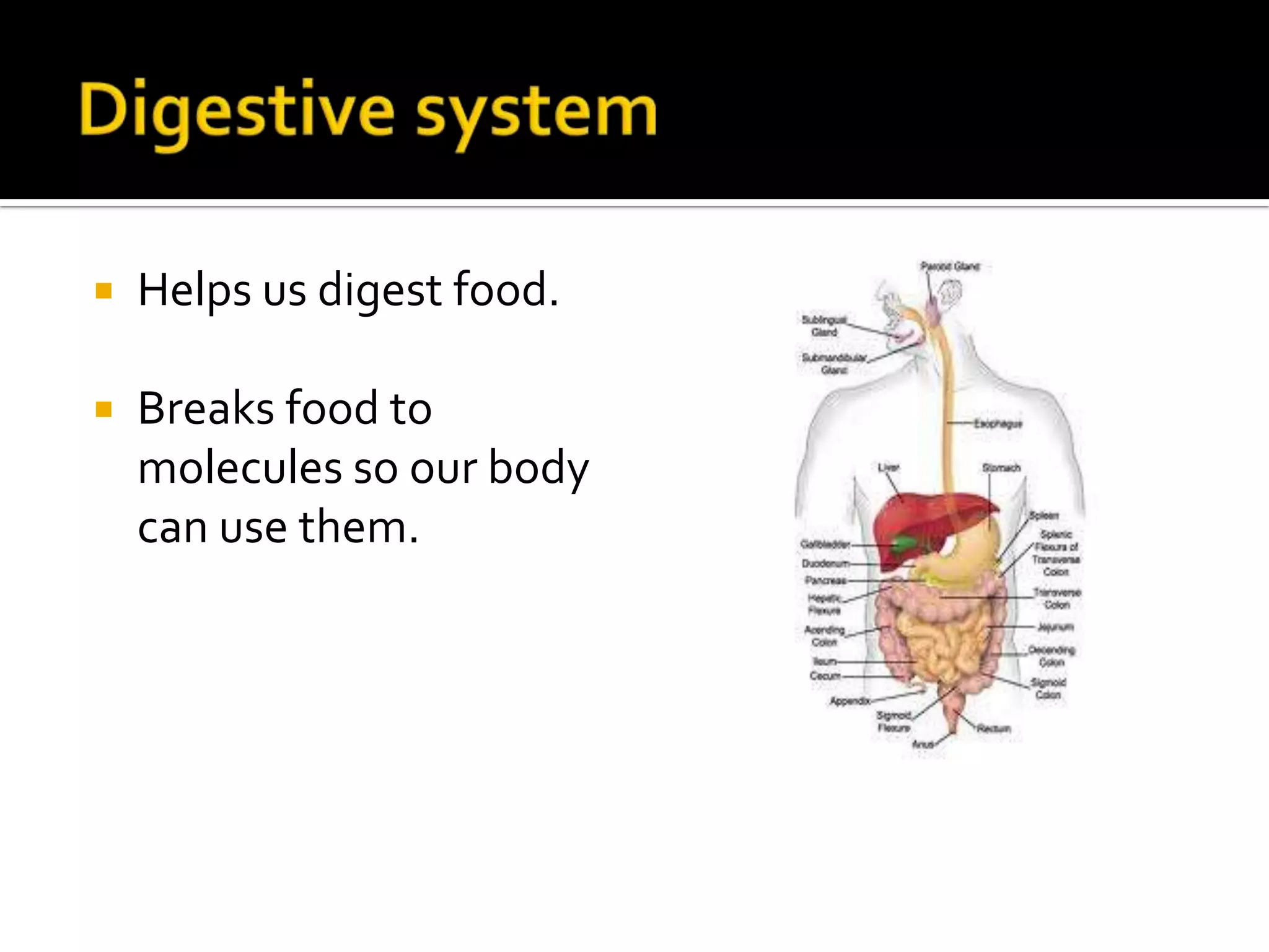 Digestive System pp | PPTX