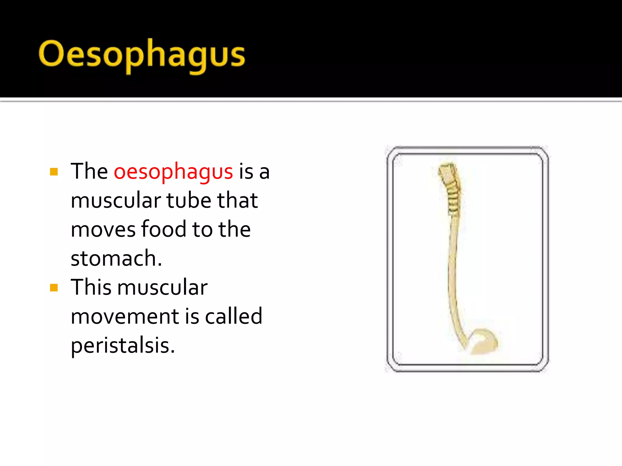 Digestive System pp | PPTX