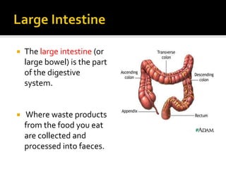 Digestive System pp | PPTX