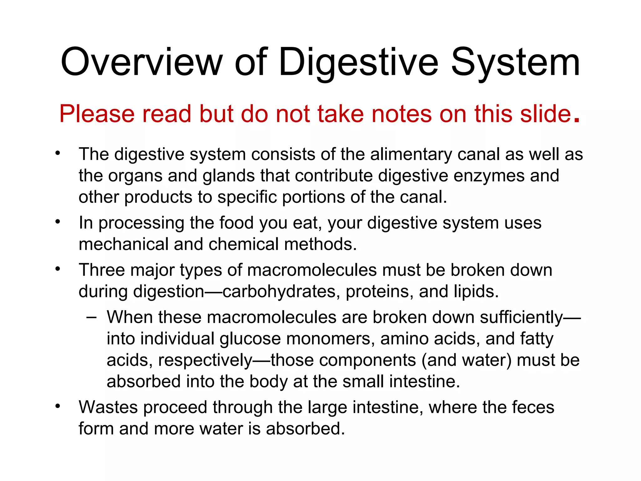 Digestive system ppt moodle | PPT