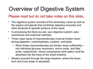 Digestive system ppt moodle | PPT