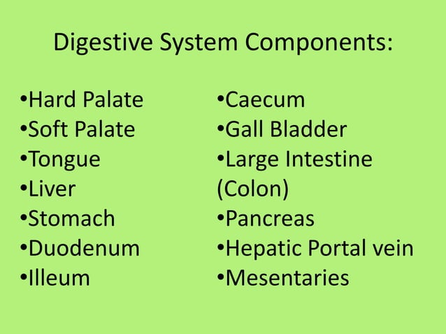 Digestive System Presentation | PPTX