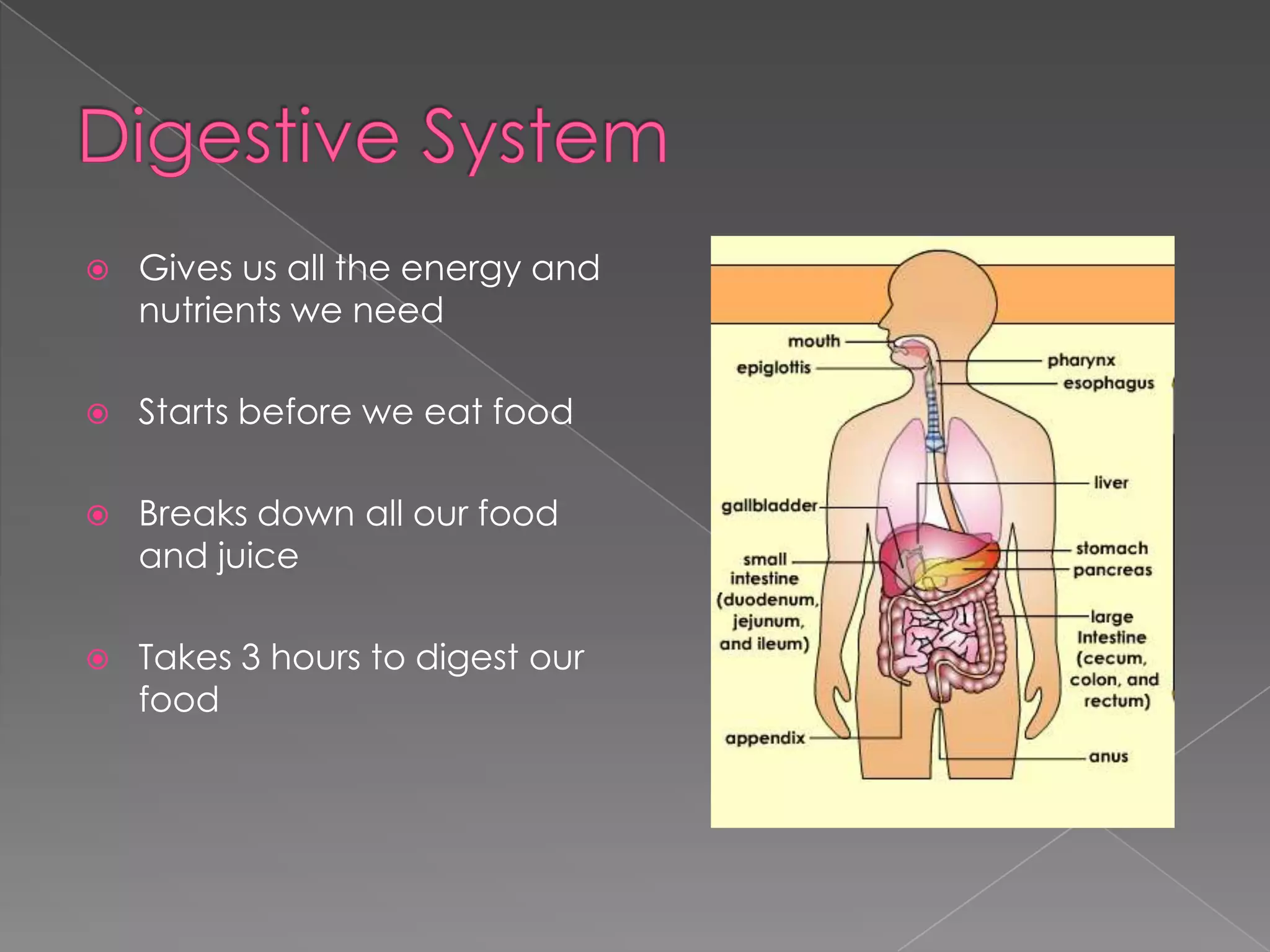 Digestive system presentation | PPTX