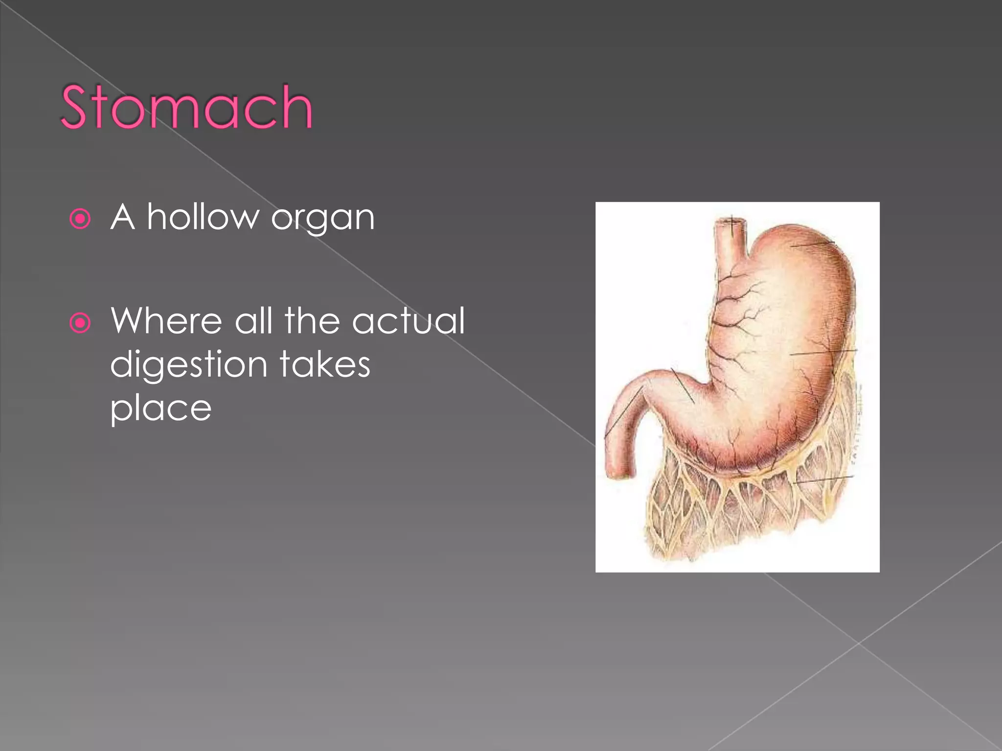Digestive system presentation | PPTX