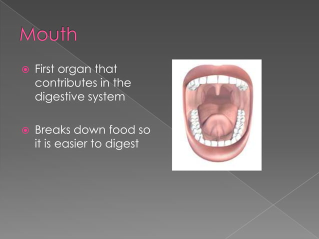 Digestive system presentation | PPTX | Food & Drink
