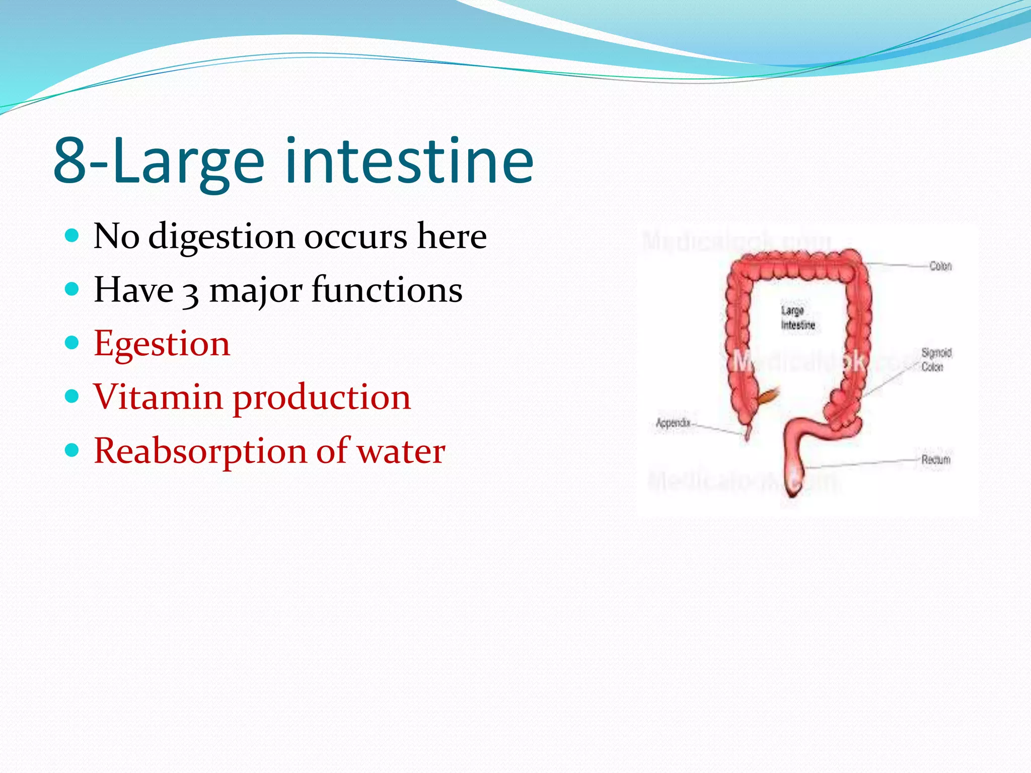 Digestive system presentation | PPT