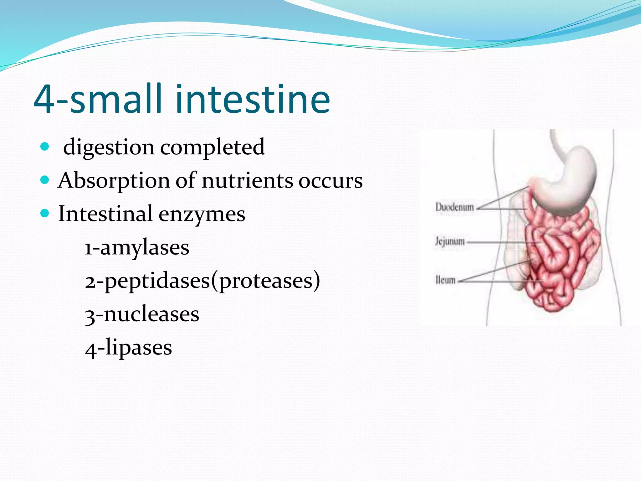 Digestive system presentation | PPT
