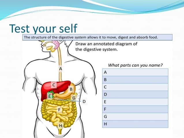 Digestive system presentation | PPT